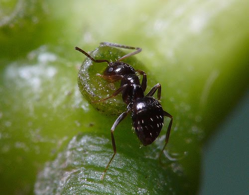 MARIA DEL ROSARIO: NECTARIOS EXTRAFLORALES
